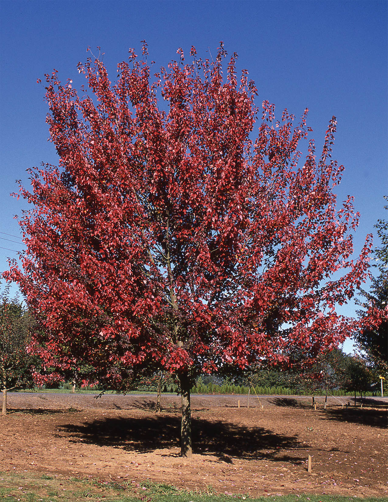 Acer Tataricum Ginnala