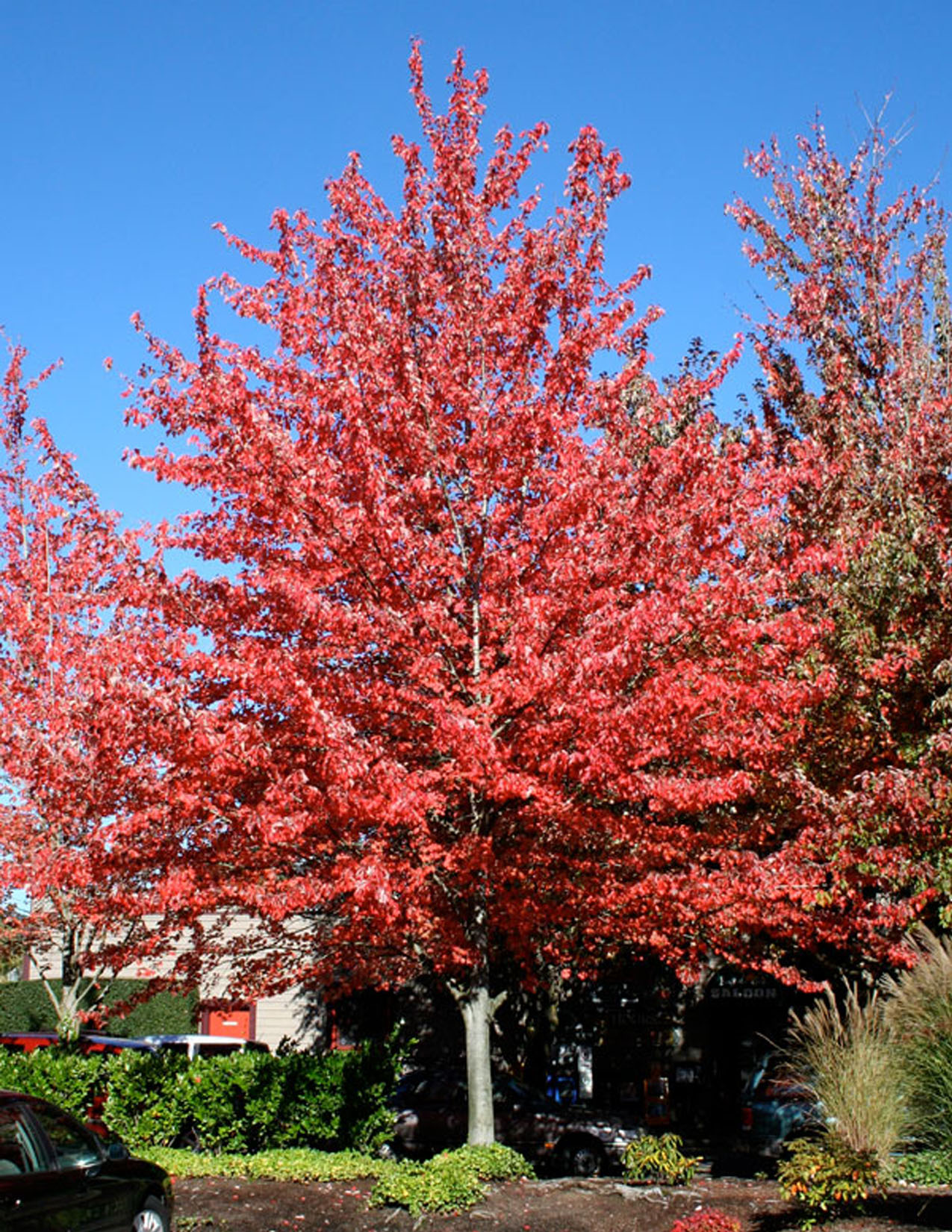 Acer Rubrum Red Sunset Franksred rable Rouge Red Sunset