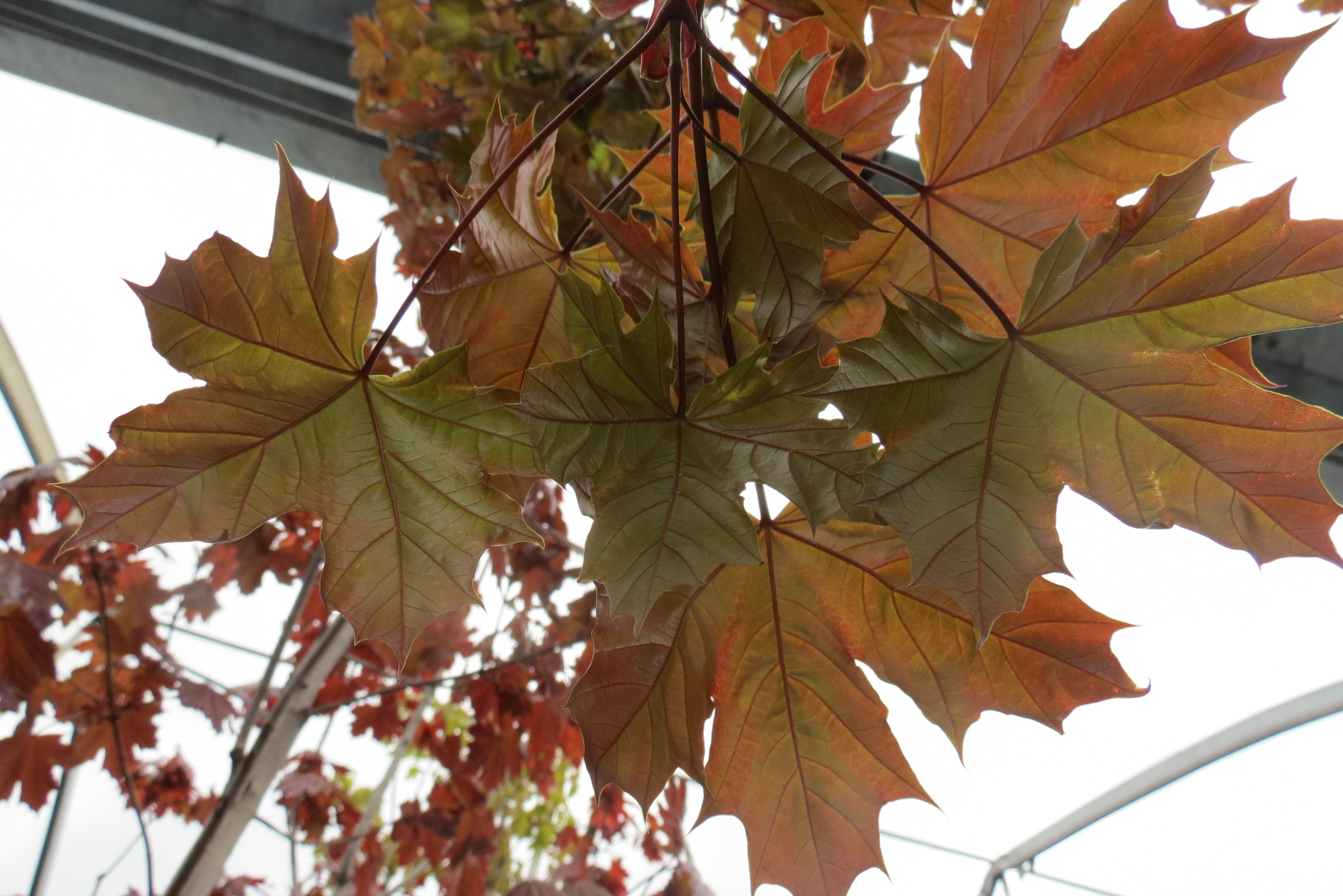 Acer platanoides 'Deborah'Érable de Norvège 'Deborah' - Les Plantations ...