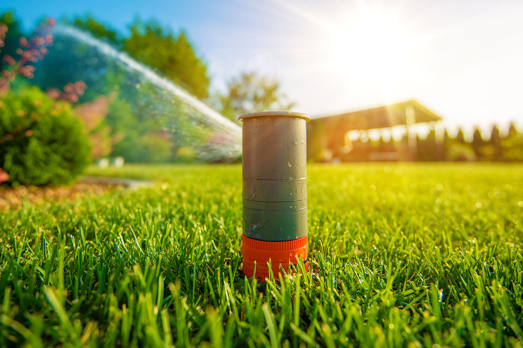 Comment arroser vos arbres - Les Plantations Létourneau