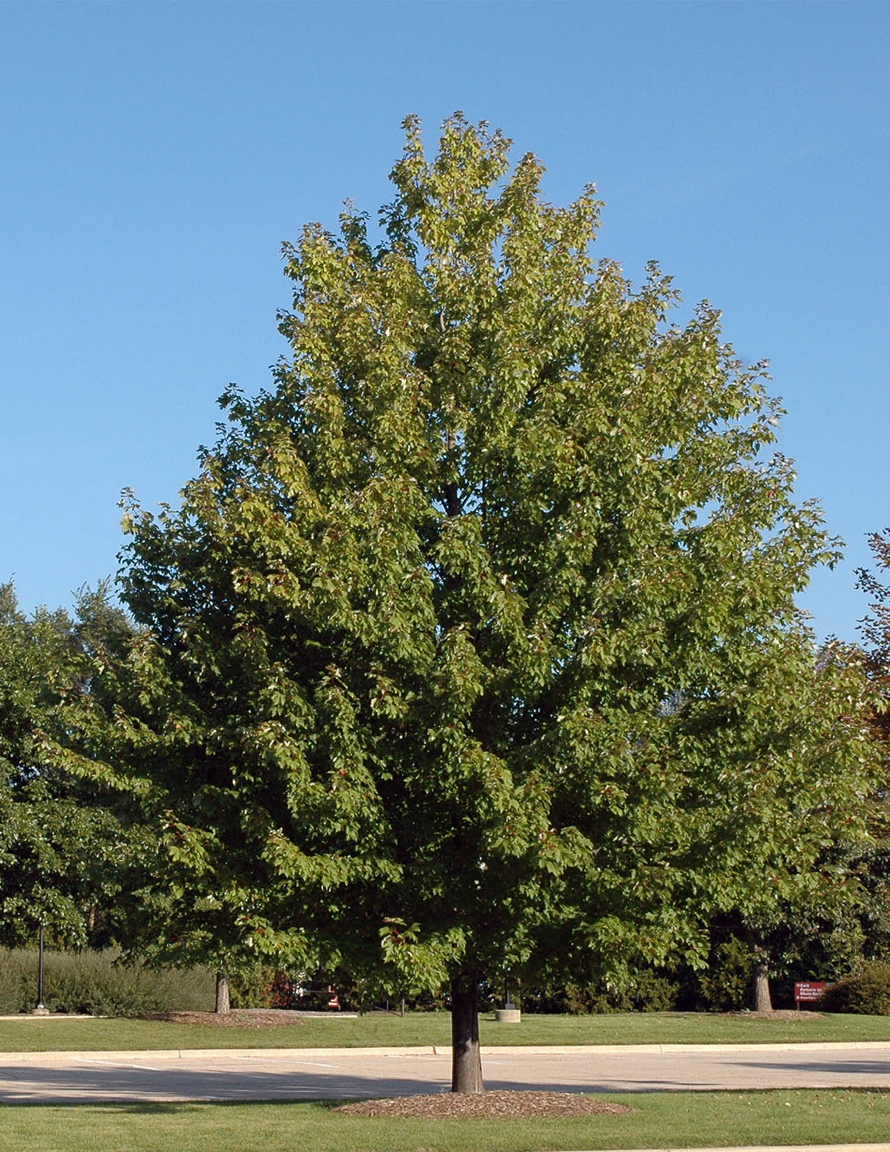 Acer x freemanii 'Marmo'Érable de freeman 'Marmo' - Les Plantations ...