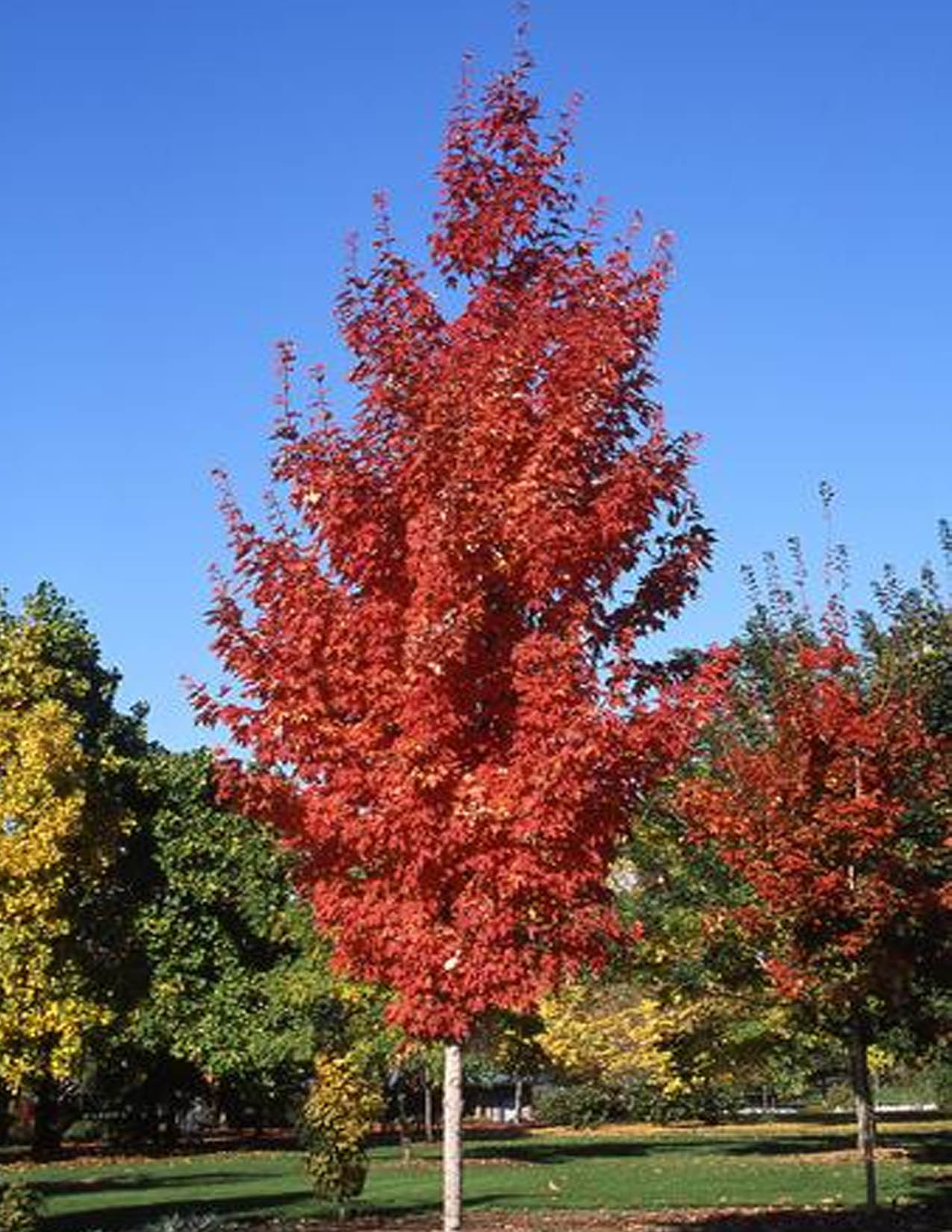 Acer rubrum 'Armstrong'Érable rouge 'Armstrong' - Les Plantations ...