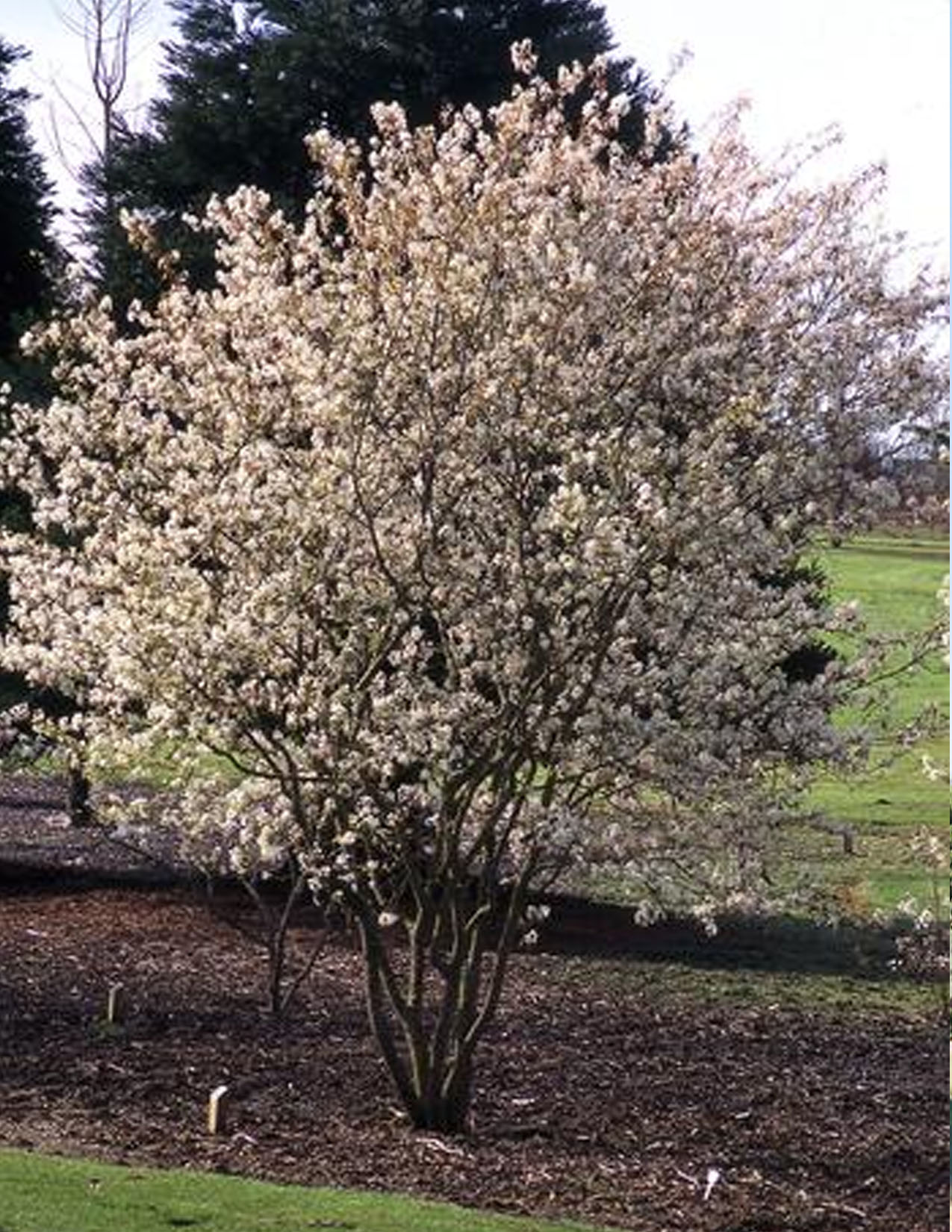 Amelanchier x grandiflora 'Ballerina'Amélanchier à grandes fleurs ...