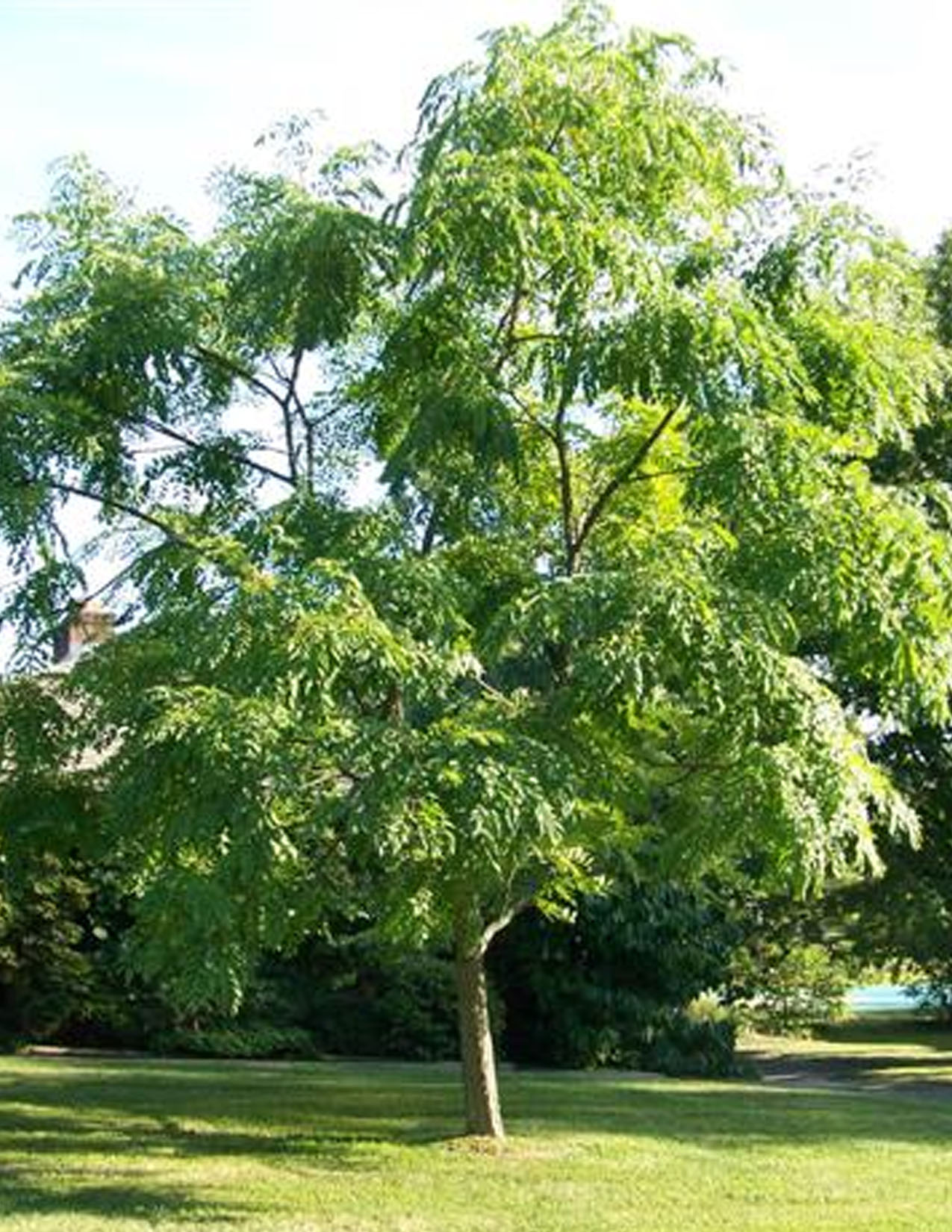 Gymnocladus dioicusChicot du Canada - Les Plantations Létourneau