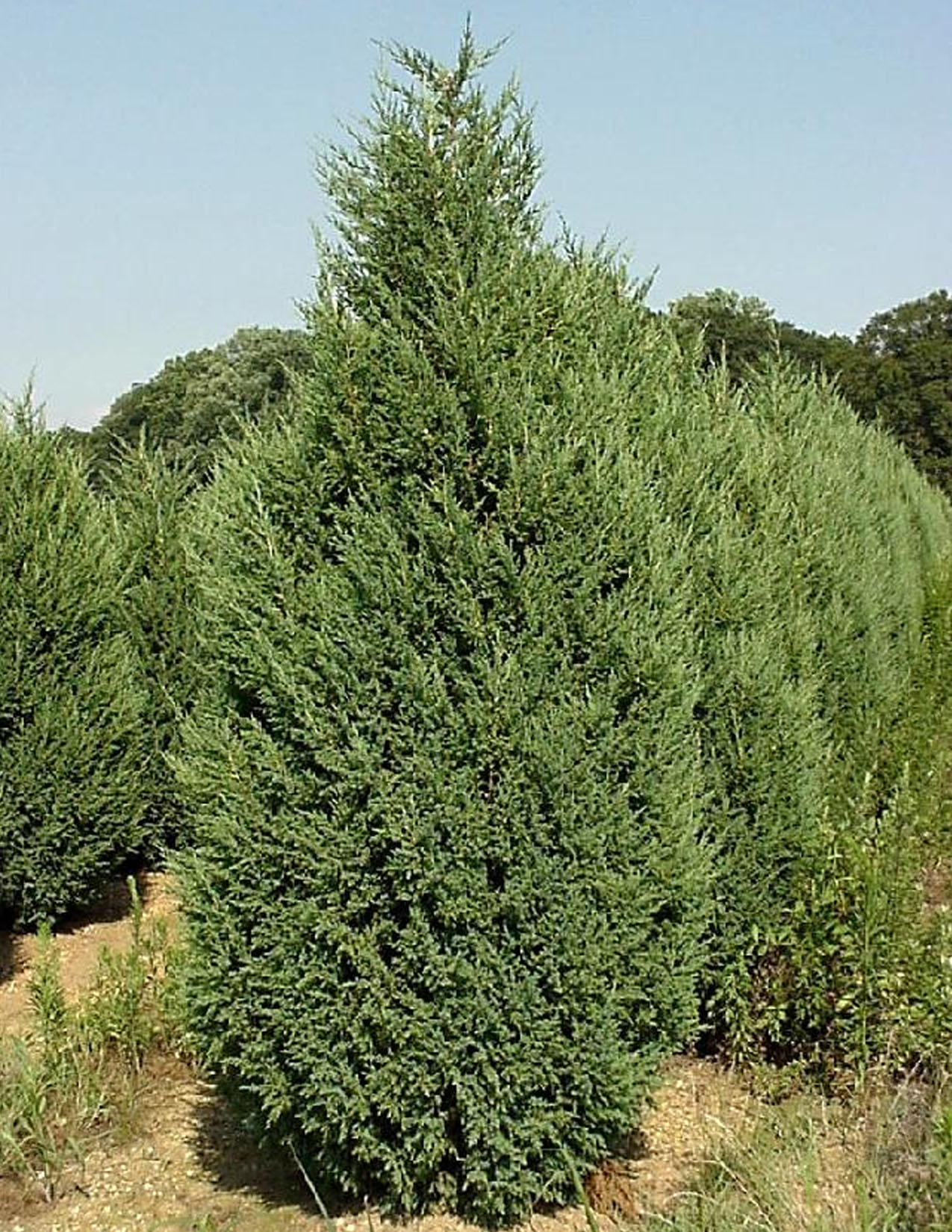 Juniperus Chinensis De Mountbatten