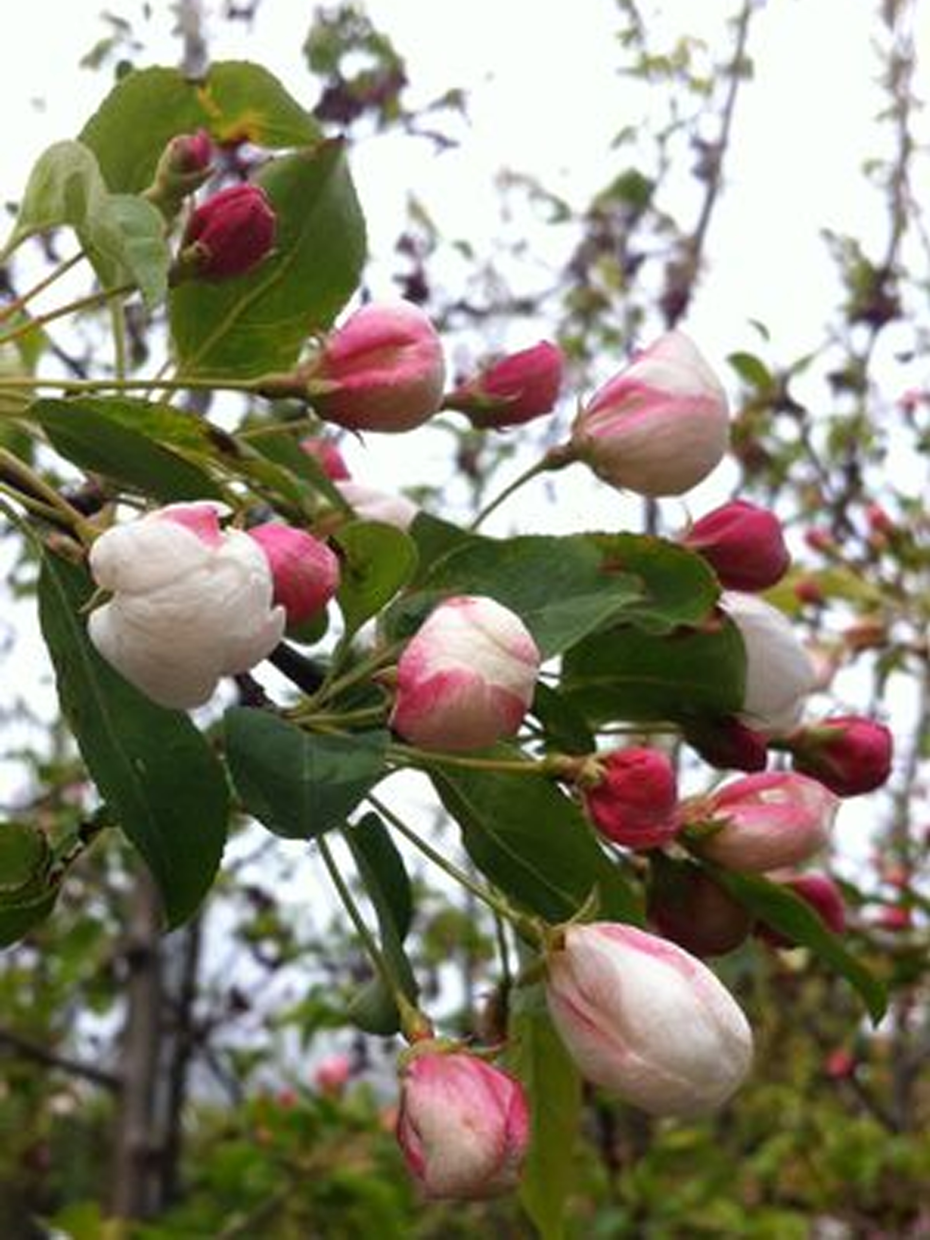 malus Archives - Les Plantations Létourneau