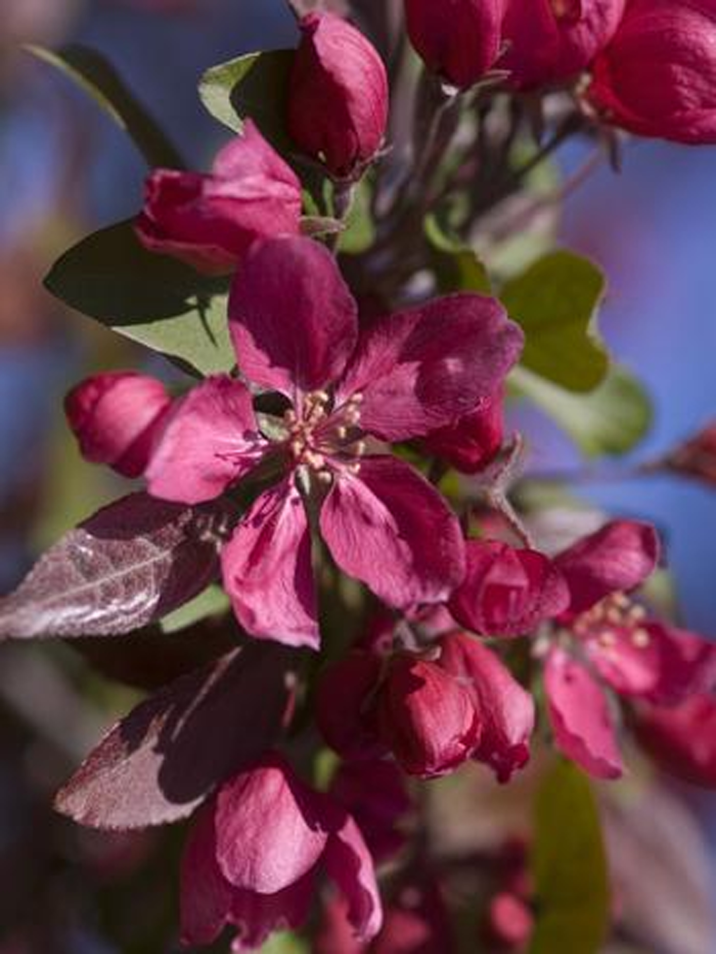 pommetier Archives - Les Plantations Létourneau