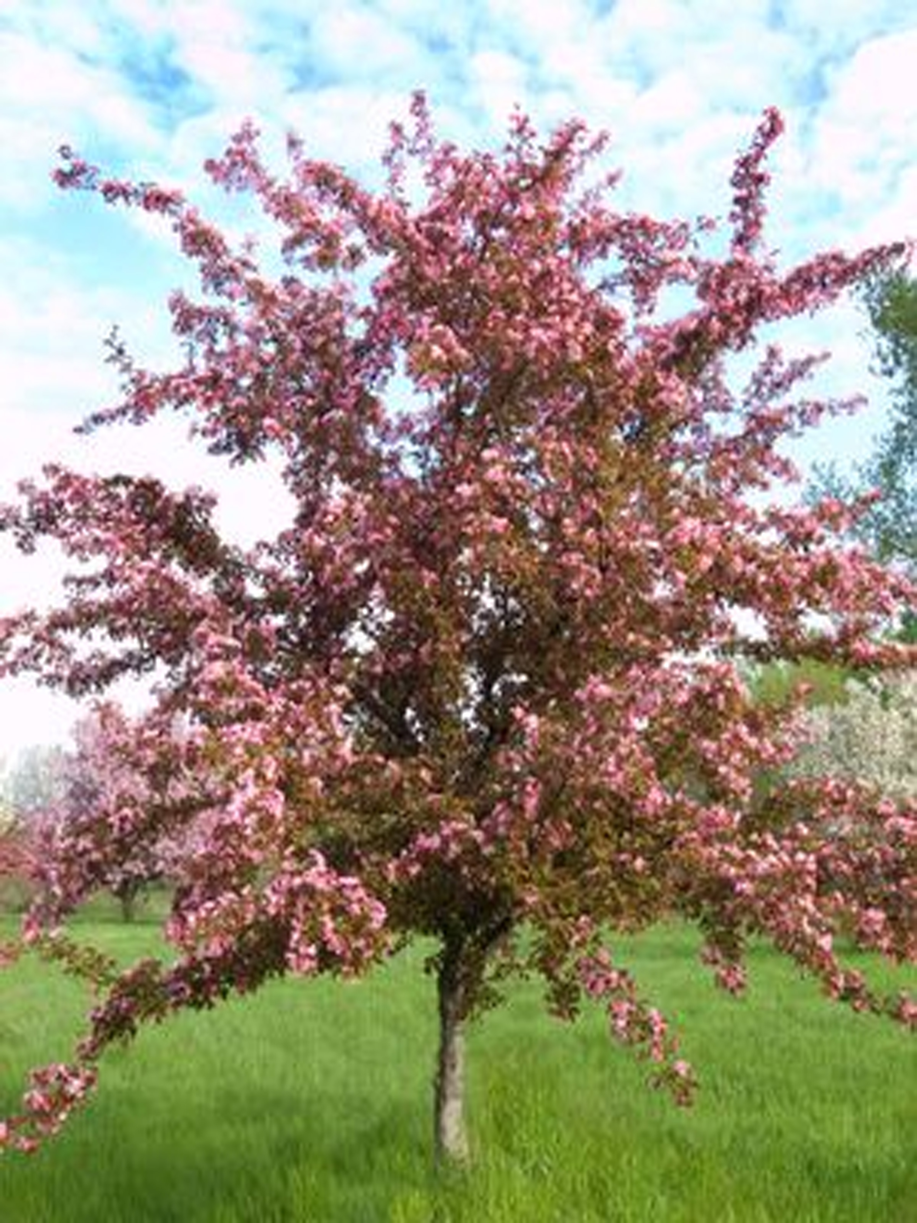 malus Archives - Les Plantations Létourneau