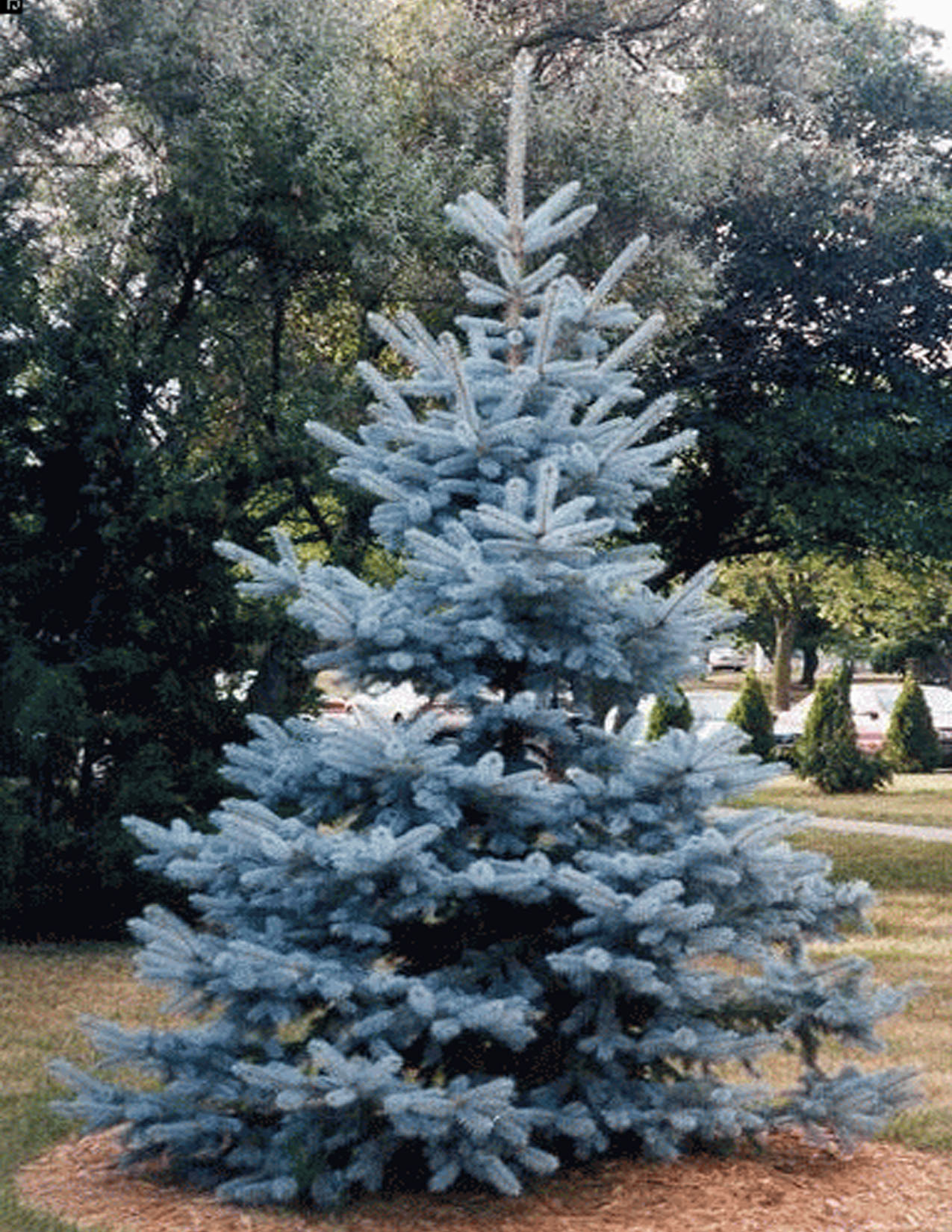 Picea pungens 'Hoopsii'Épinette du Colorado 'Hoopsii' - Les Plantations ...