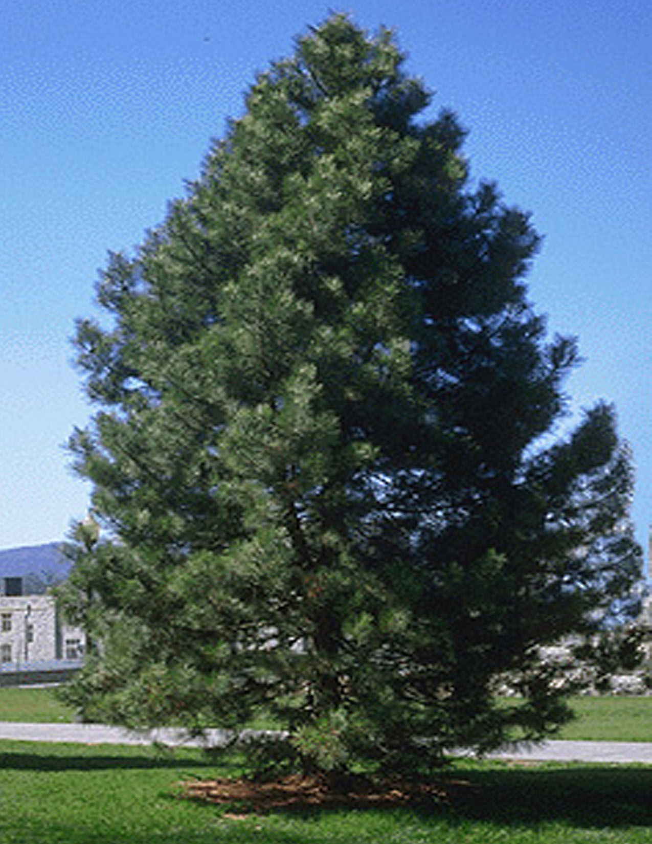 Pinus nigra var. 'Austriaca'Pin noir d'Autriche - Les Plantations ...
