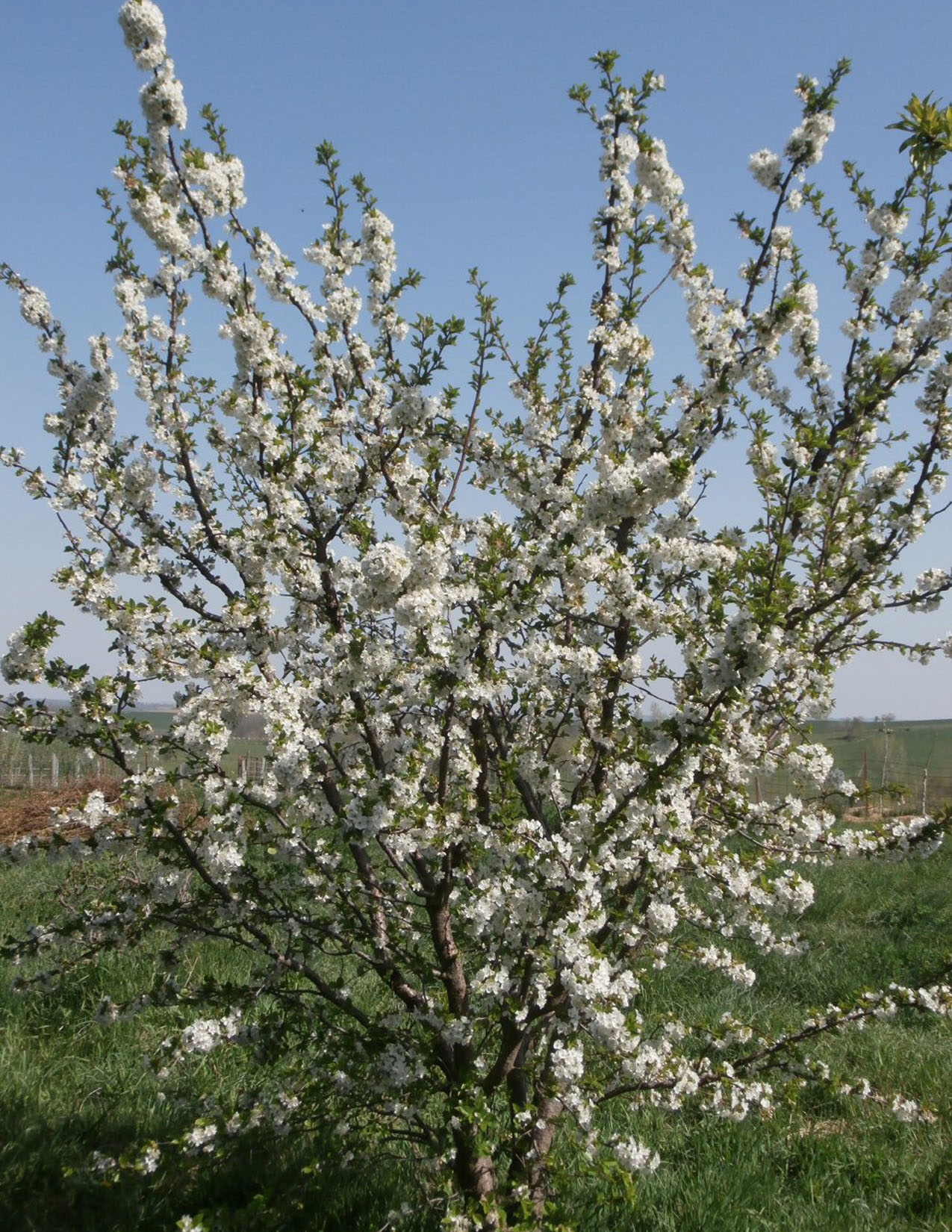 Prunus cerasus 'Evan Bali' Cerisier aigre 'Evans Bali' (Griotte) - Les ...