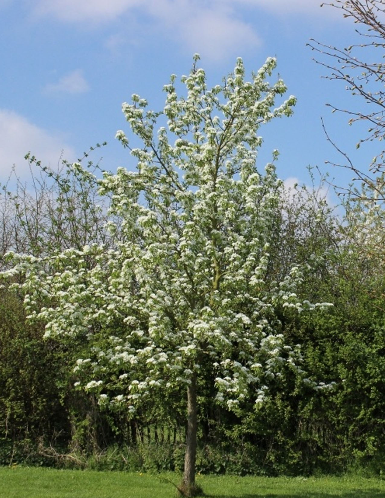 Pyrus communis 'Beauté Flamande'Poirier commun 'Beauté Flamande' - Les ...