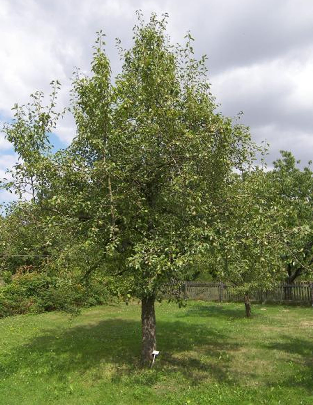Pyrus communis 'Harrow Delight' Poirier commun 'Harrow Delight' - Les ...