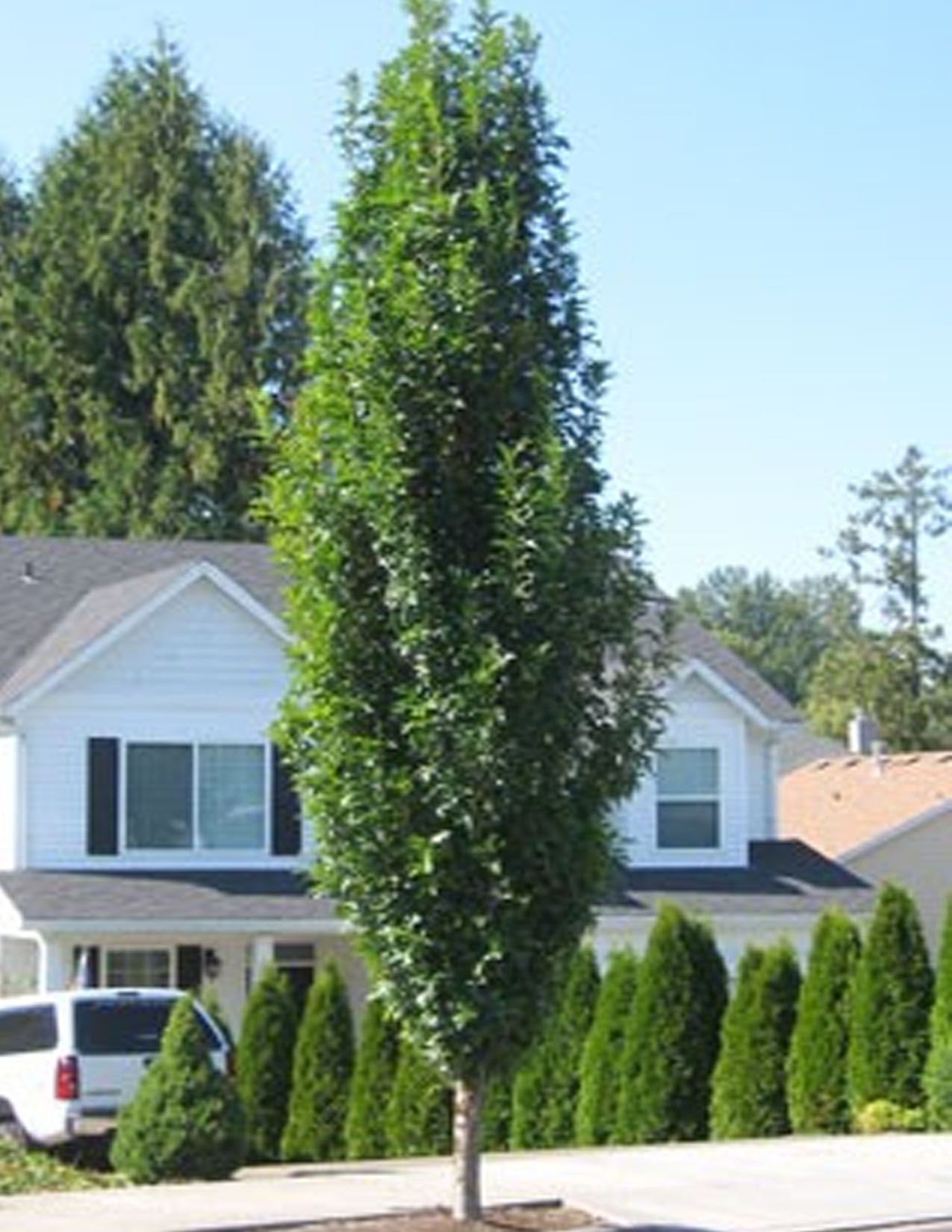 Quercus x warei 'Regal Prince' (Long) Chêne hybride 'Regal Prince ...