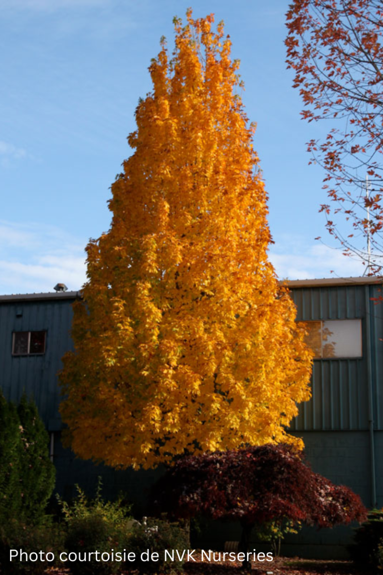 Acer saccharum 'Apollo' ('Barrett Cole') - Les Plantations Létourneau