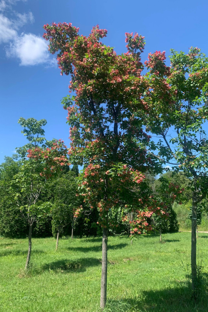 Acer tataricum 'Hot Wings' ('GarAnn') - Les Plantations Létourneau