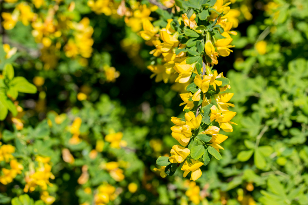 Caragana arborescens 'Pendula' - Les Plantations Létourneau