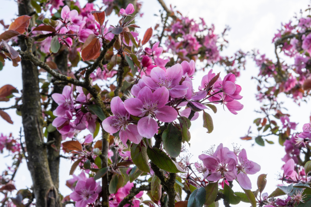 Malus 'Maypole' ('Ballerina') - Les Plantations Létourneau