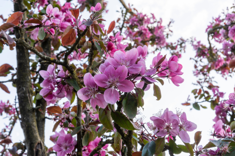 Malus 'Maypole' ('Ballerina') - Les Plantations Létourneau