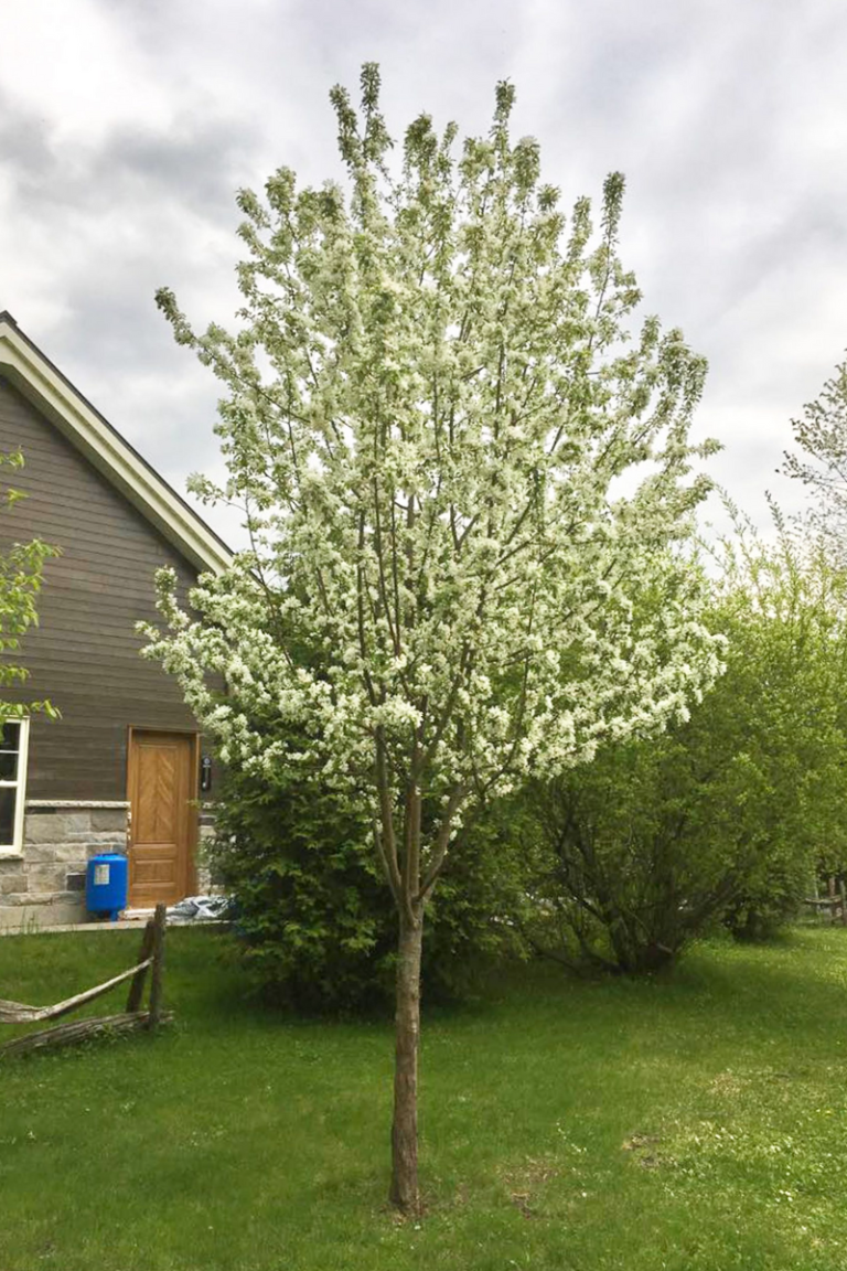 Malus 'Spring Snow' - Les Plantations Létourneau