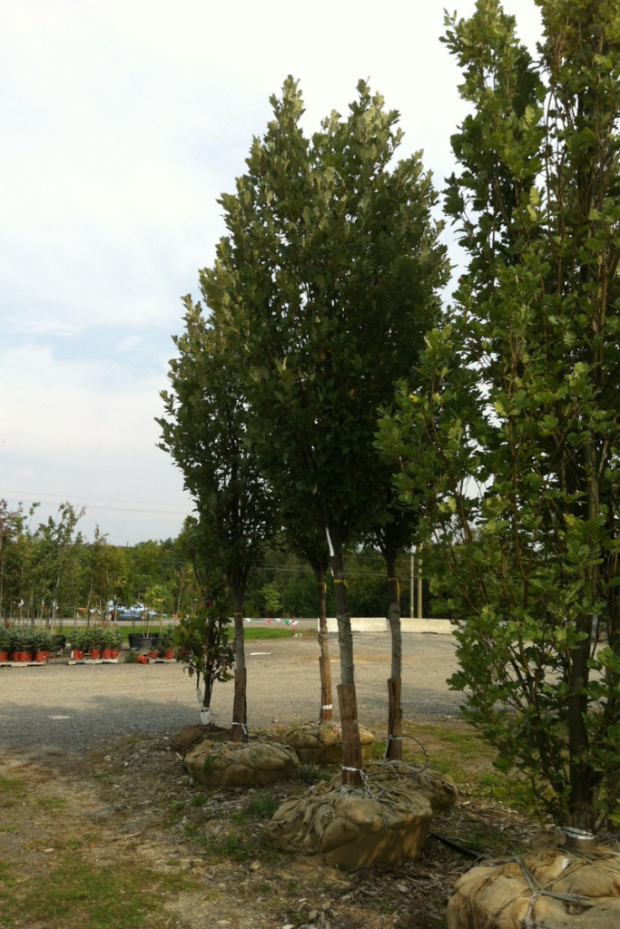 Quercus x warei 'Regal Prince' ('Long') - Les Plantations Létourneau
