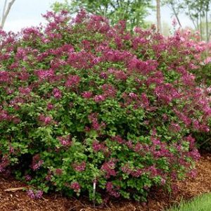 Syringa x 'Tinkerbelle' ('Bailbelle') - Les Plantations Létourneau