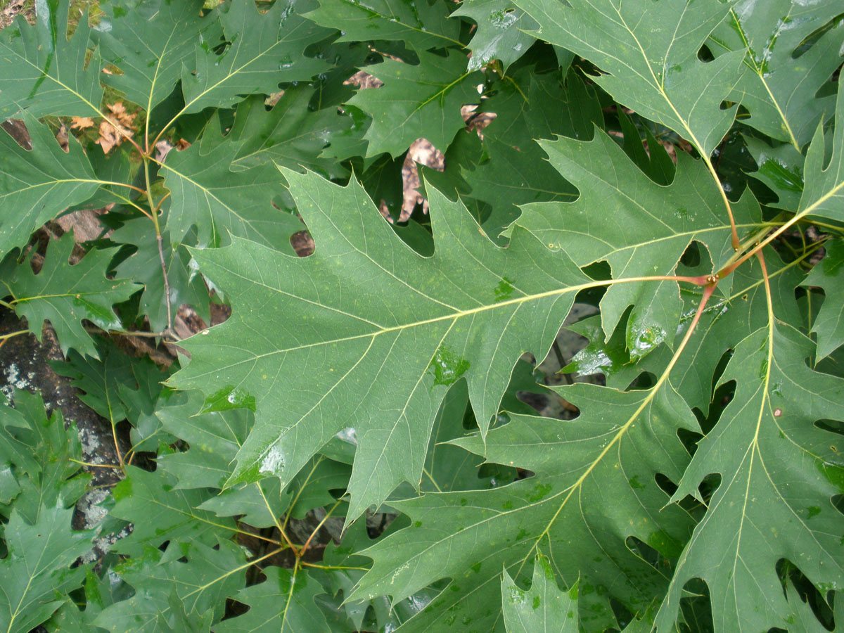 Quercus rubra Chêne rouge - Les Plantations Létourneau