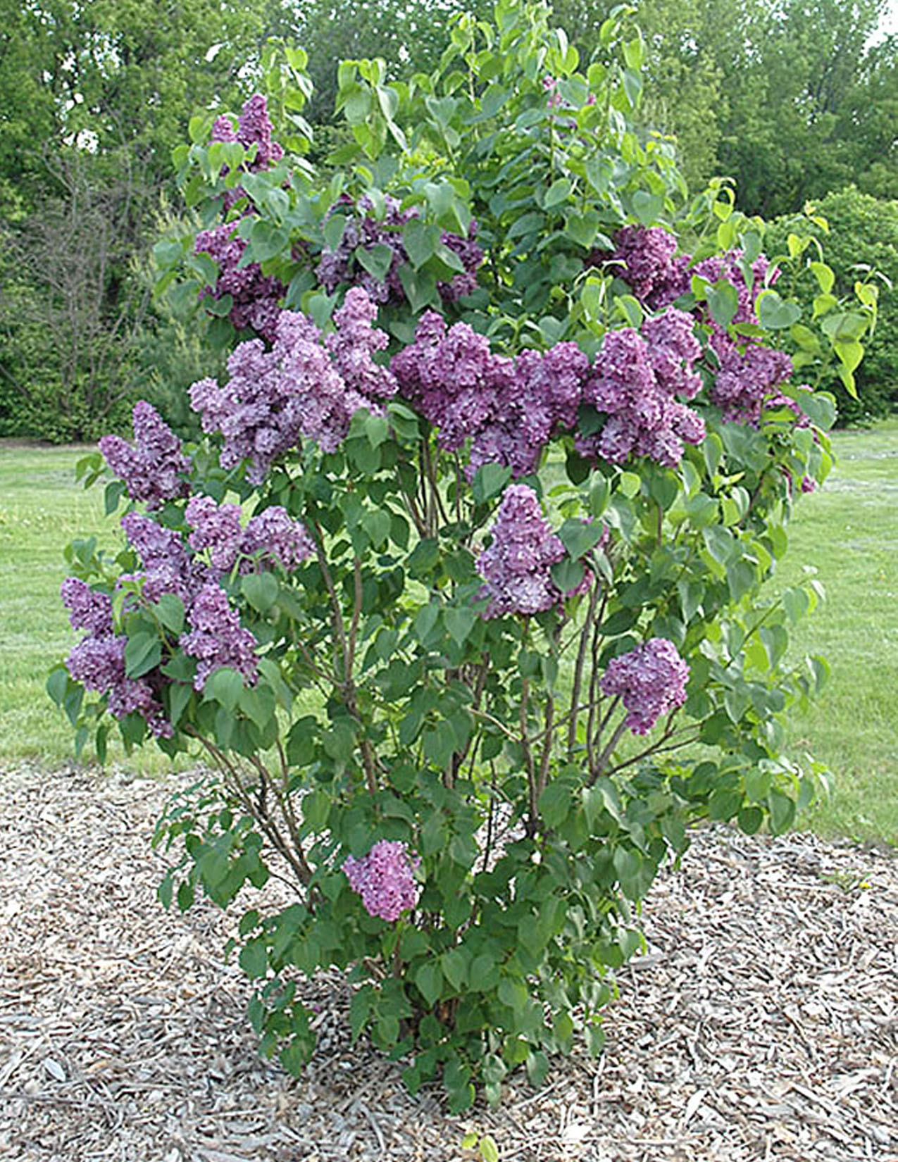 Syringa vulgaris Lilas commun - Les Plantations Létourneau
