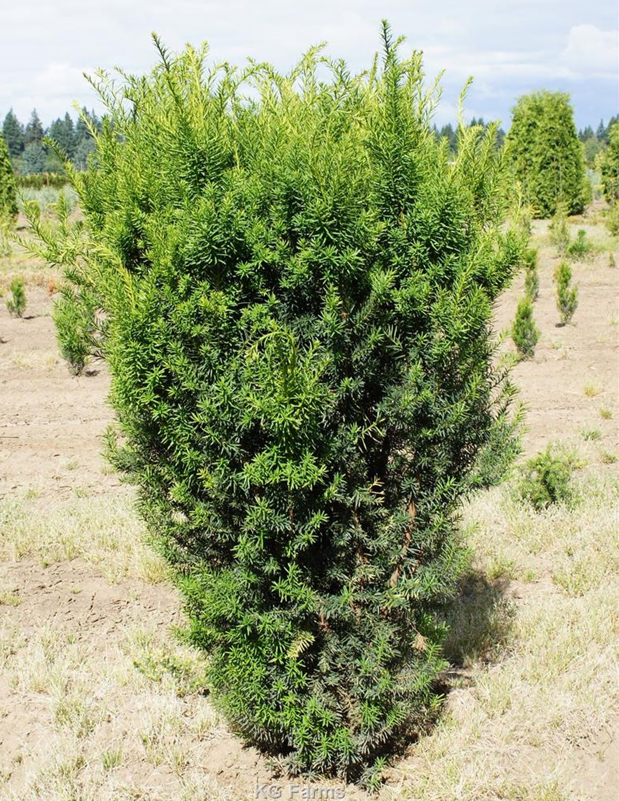 Taxus x media 'Hicksii' If hybride de Hicks - Les Plantations Létourneau