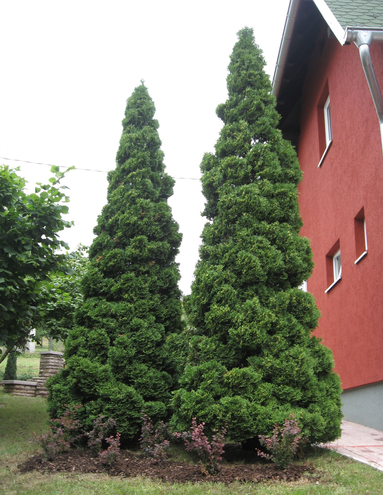 Thuya occidentalis 'Holmstrup' Thuja occidental 'Holmstrup' - Les ...