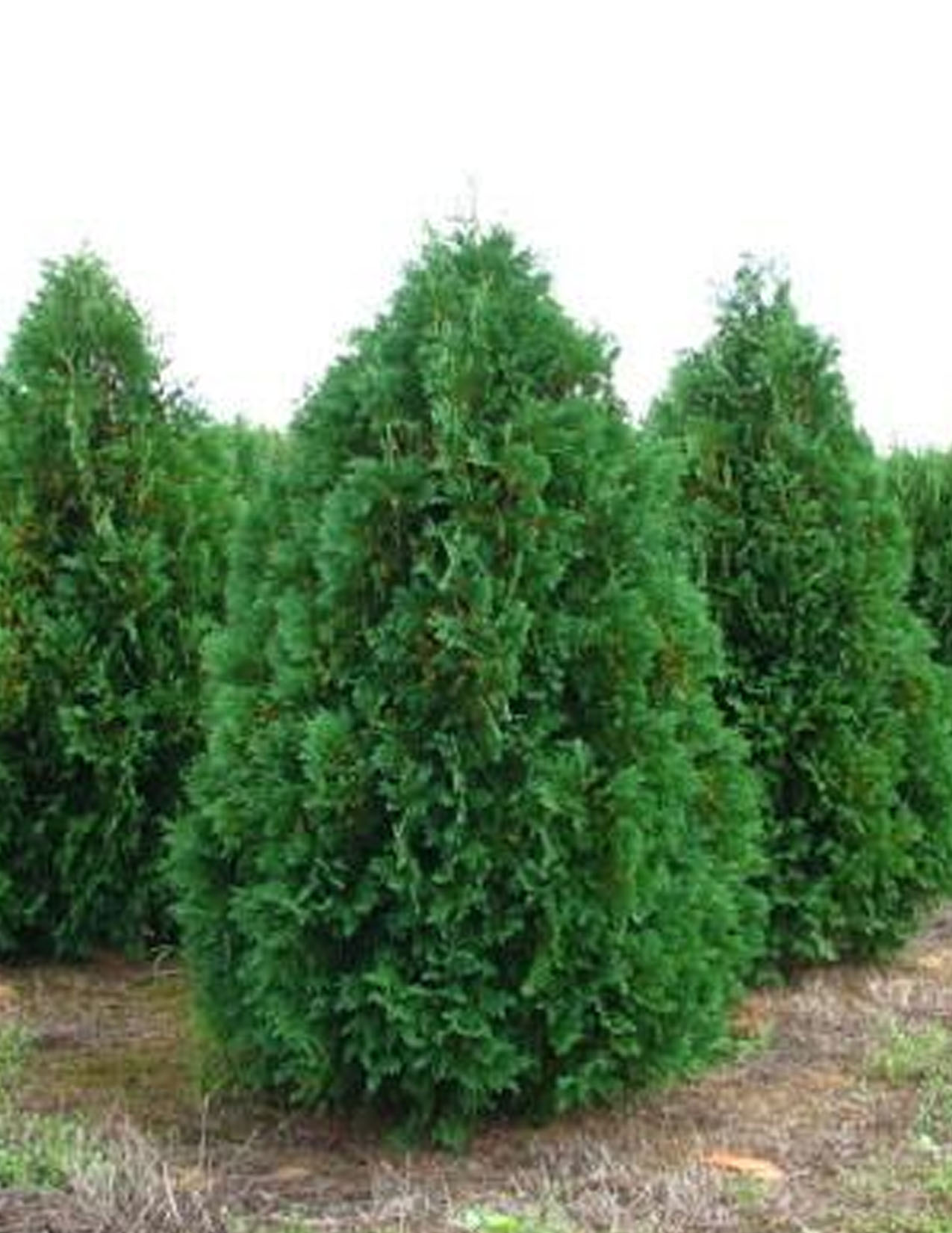 Thuya occidentalis 'Nigra' Thuja occidental noir - Les Plantations ...
