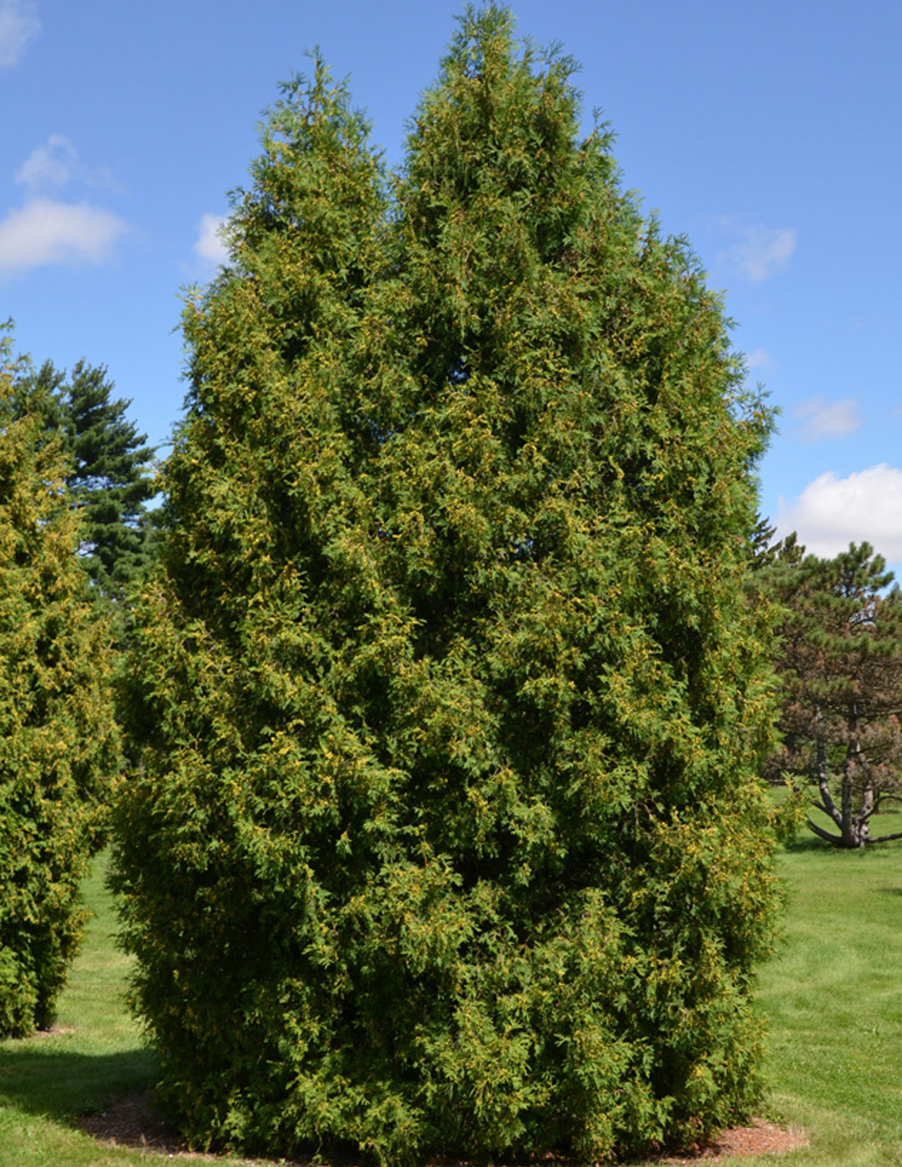 Thuya occidentalis Thuja occidental (Cèdre blanc) - Les Plantations ...