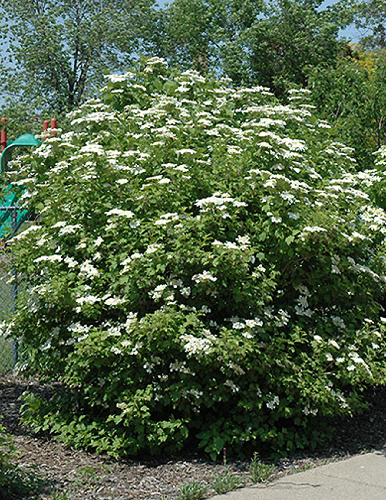 Viburnum trilobumViorne trilobée - Les Plantations Létourneau