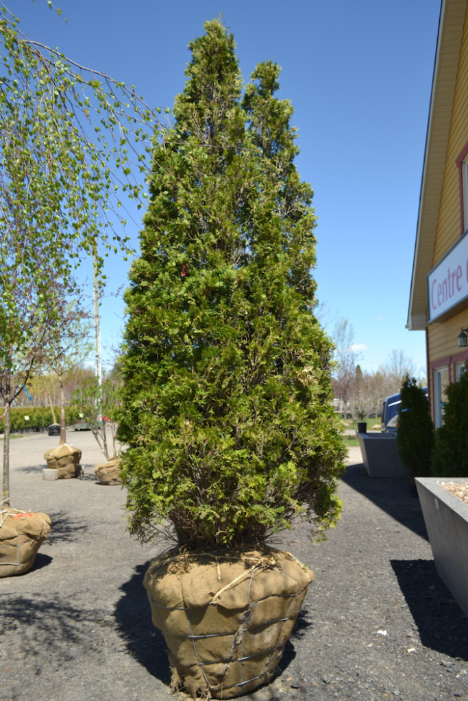 Thuja occidentalis 'Fastigiata' - Les Plantations Létourneau