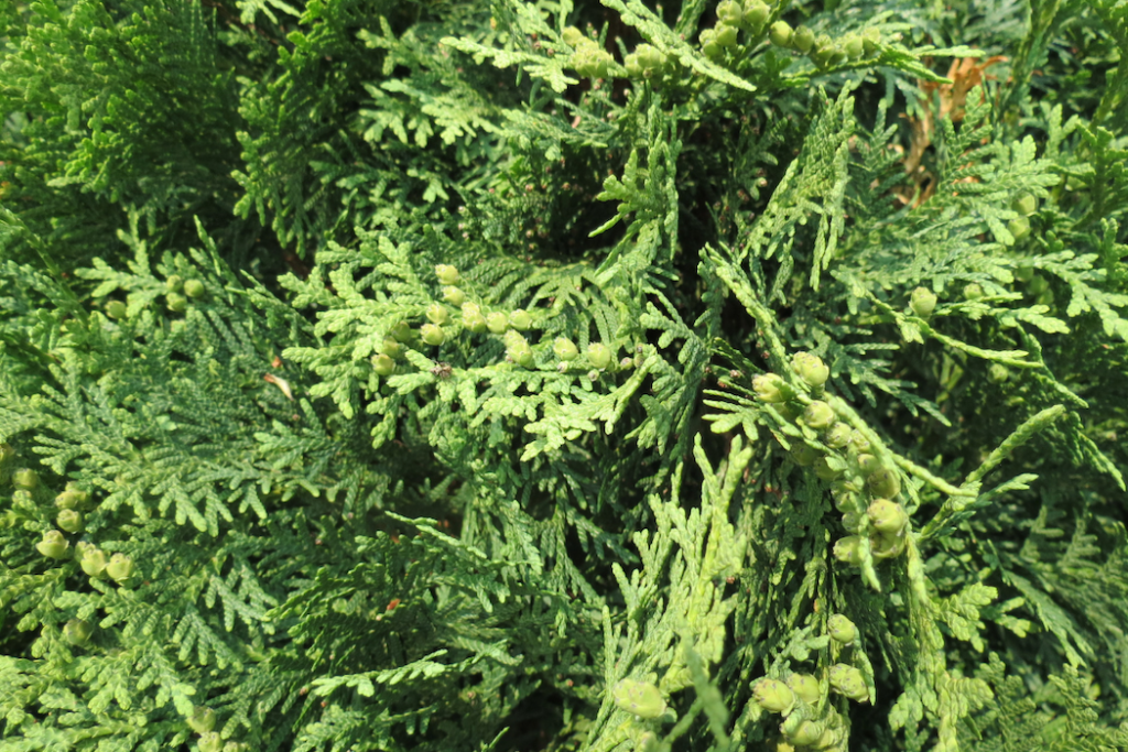 Thuja occidentalis 'Fastigiata' - Les Plantations Létourneau