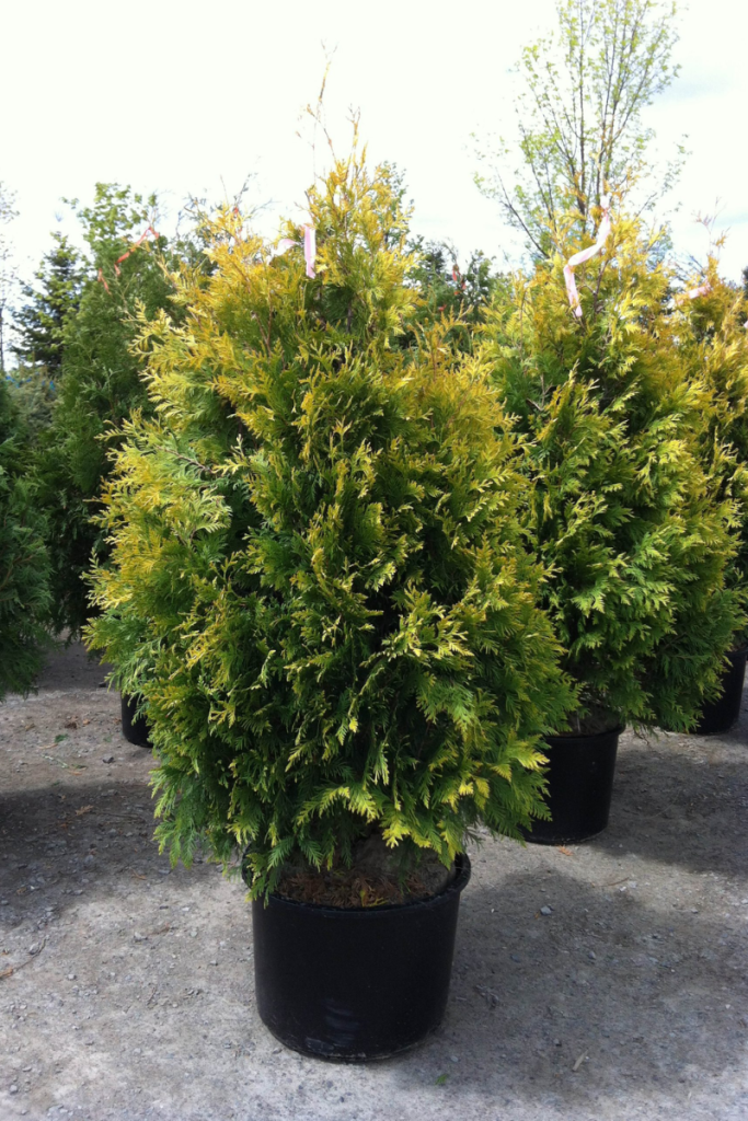 Thuja occidentalis 'Sunkist' - Les Plantations Létourneau