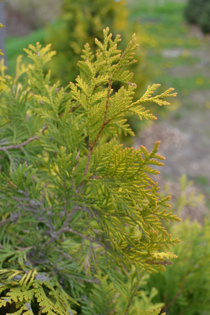 Thuja occidentalis 'Sunkist' - Les Plantations Létourneau
