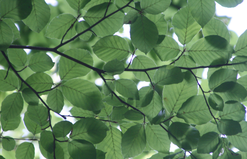 8 arbres qui créent de l'ombre - Les Plantations Létourneau